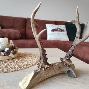 Knife Holder, Roe Deer Antler, and Elm Wood, Knife Not Included, MADE ...