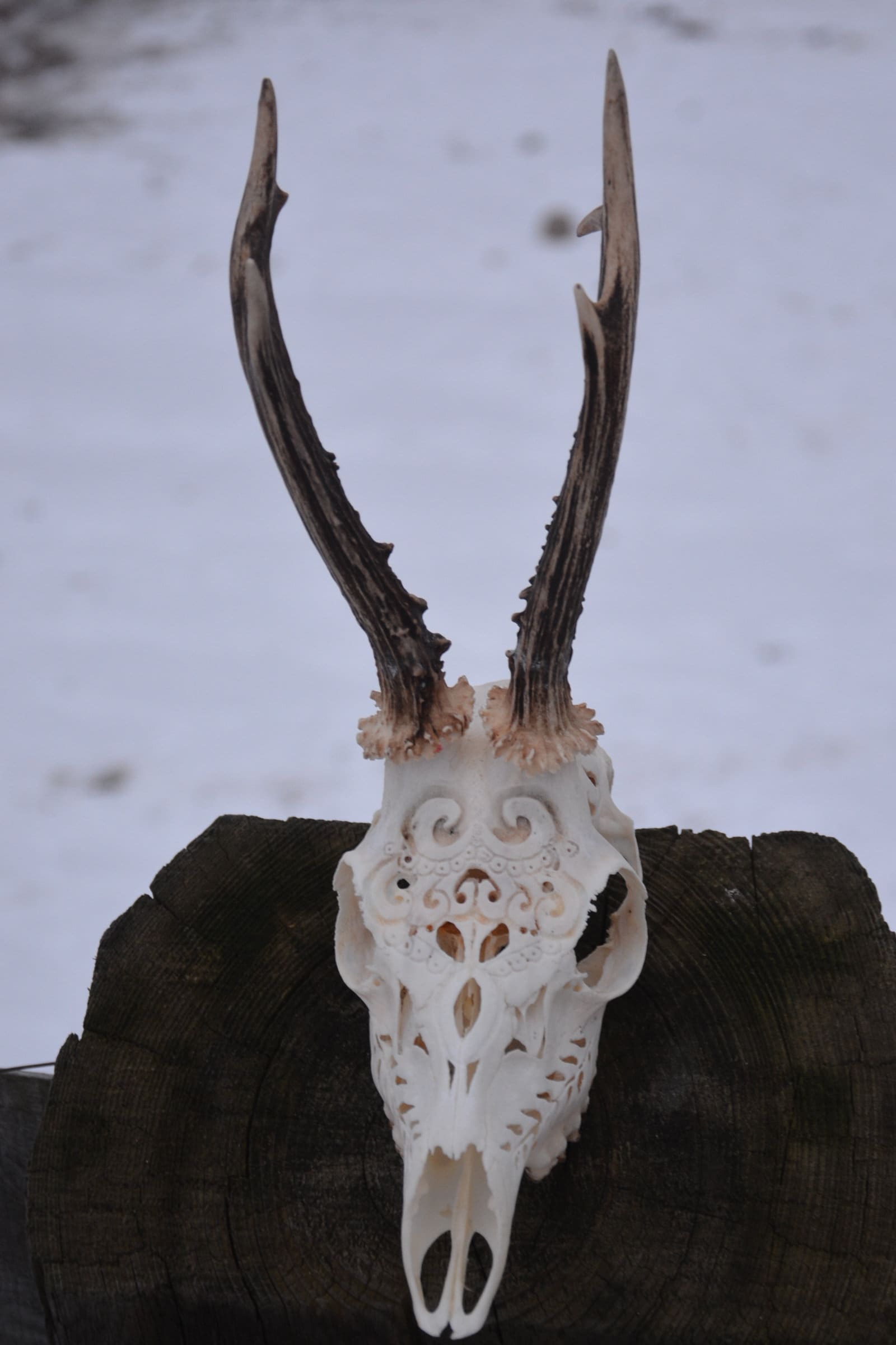 MADE TO ORDER Real Deer Skull Carved Deer Skull Deer With - Etsy UK