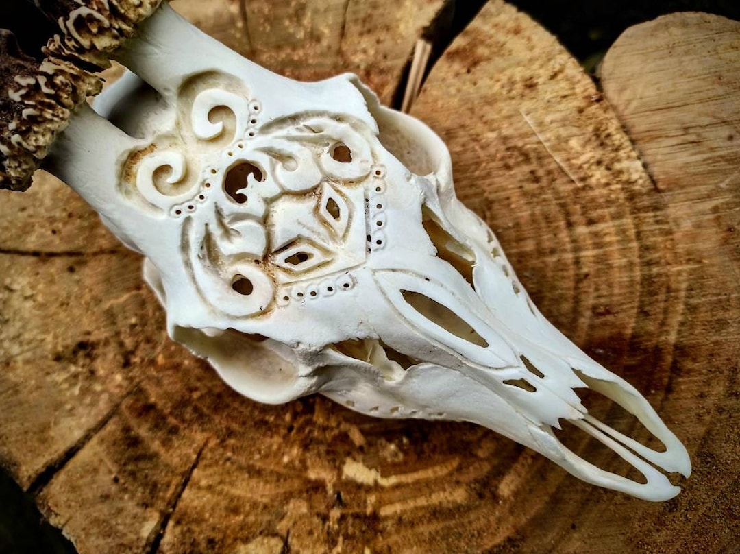 MADE TO ORDER Real Deer Skull Carved Deer Skull Deer With Antlers ...