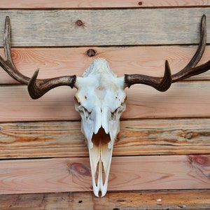Authentic Moose Skull alces Alces Central European Moose Skull With ...