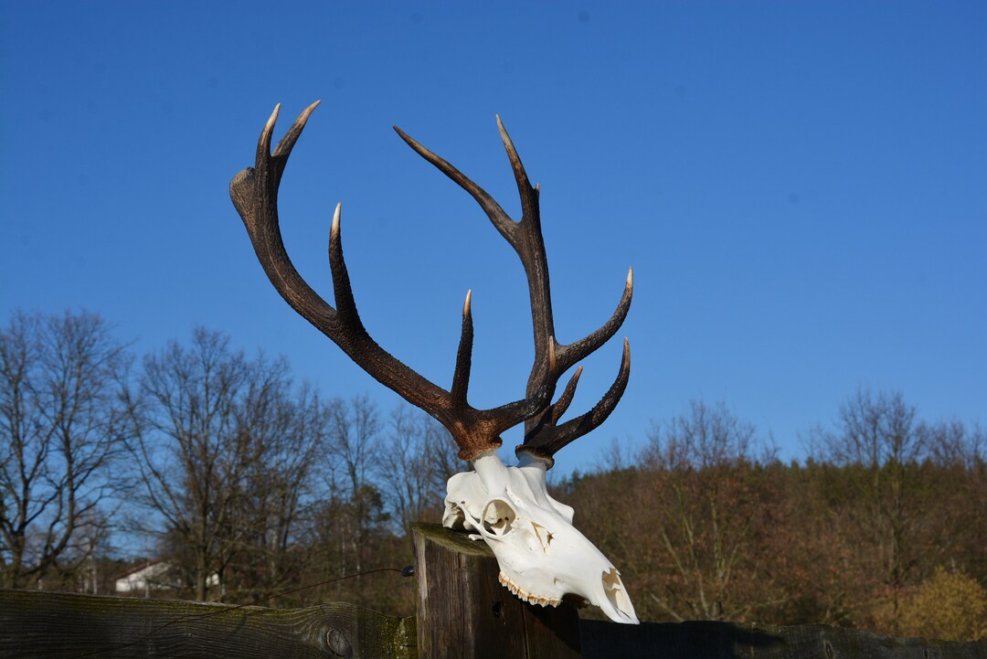 SET di corna di cervo con vero teschio di cervo Coppia di - Etsy Italia