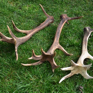 3x RECORD ANTLERS - Lower Price Until New Year's!! Huge Red Deer Pair ...