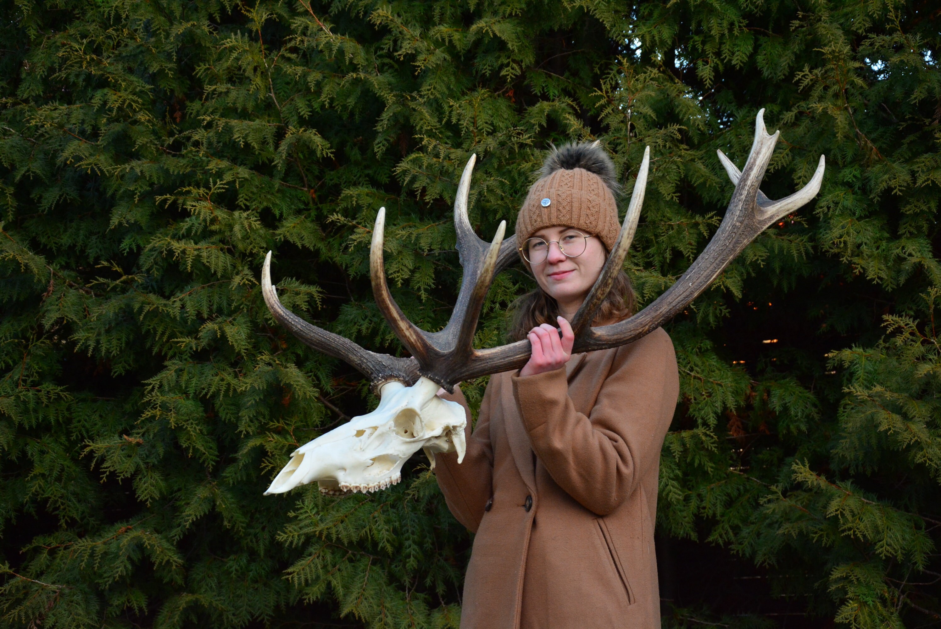 HUGE BULL Rare Red Deer Skull cervus Elaphus Self-montage - Etsy UK