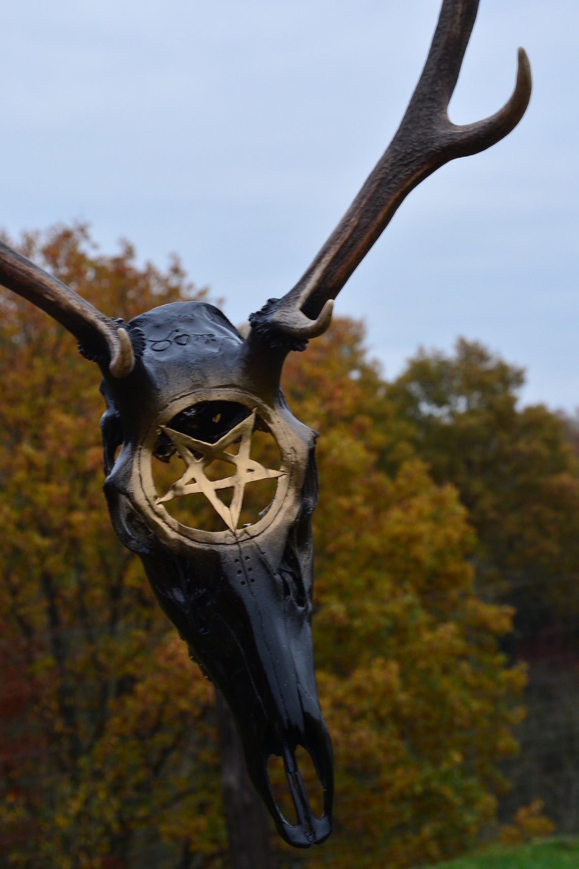 MADE TO ORDER Carved Deer Skull With Carved Pentagram Real - Etsy