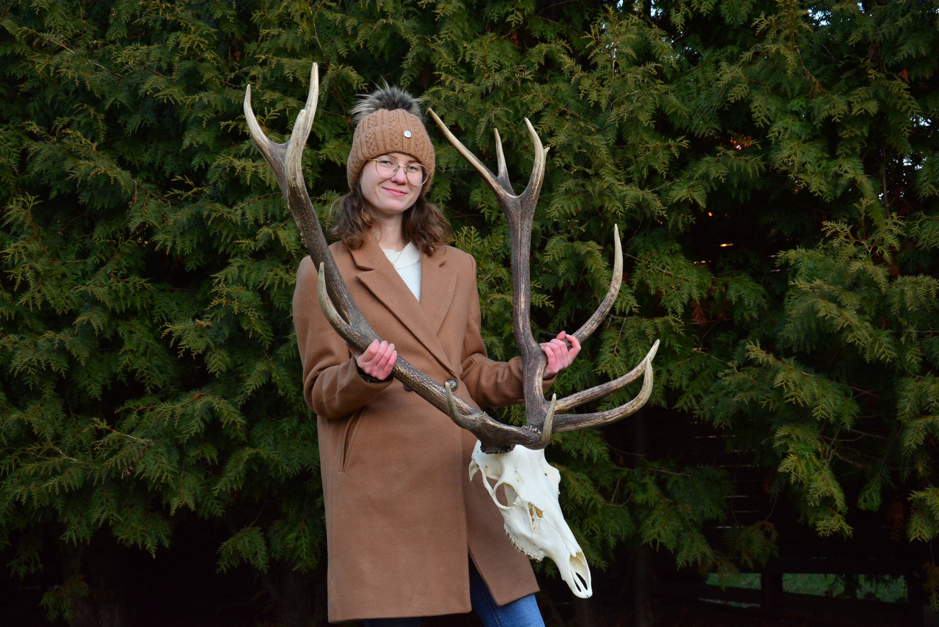 HUGE BULL Rare Red Deer Skull cervus Elaphus Self-montage - Etsy UK