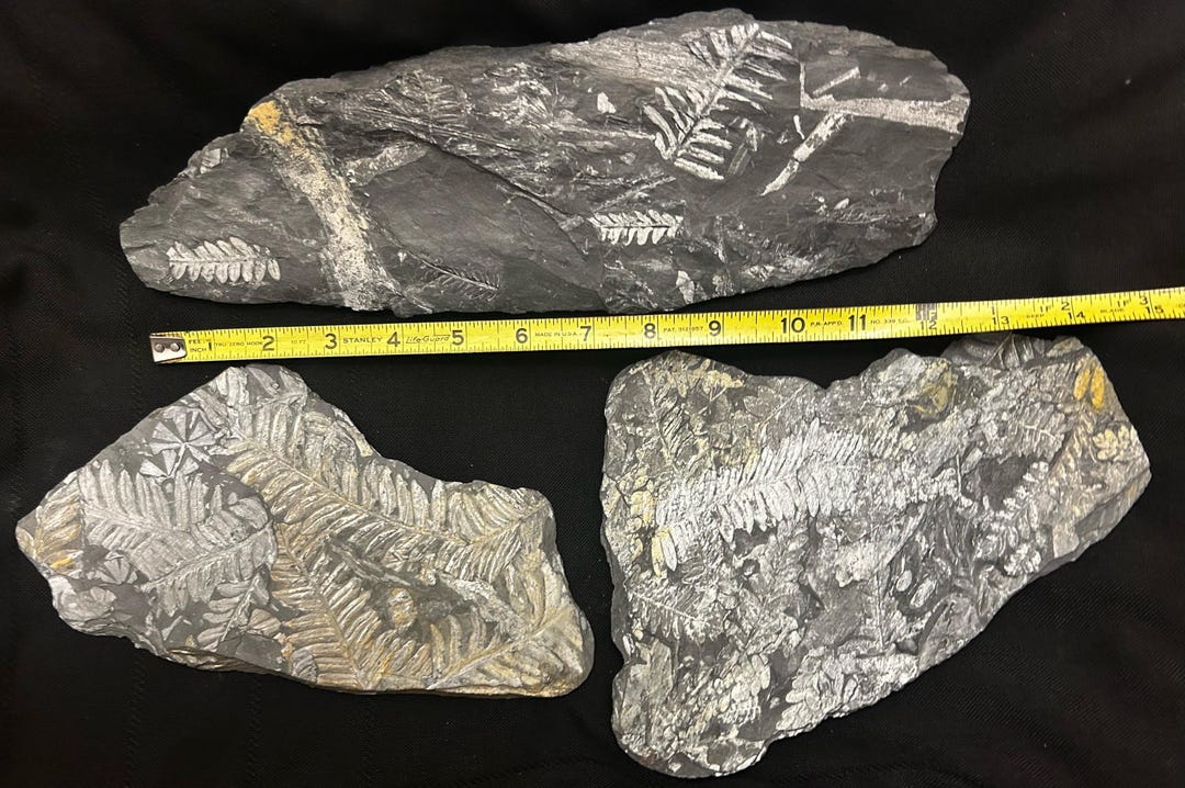 Fossil Tree Ferns set of 3 Ft Alethopteris Serlii, Sphenophyllum Spp ...
