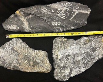 Fossil Tree Fern Ft. Alethopteris Serlii. 5 X 3. Carboniferous Age ...