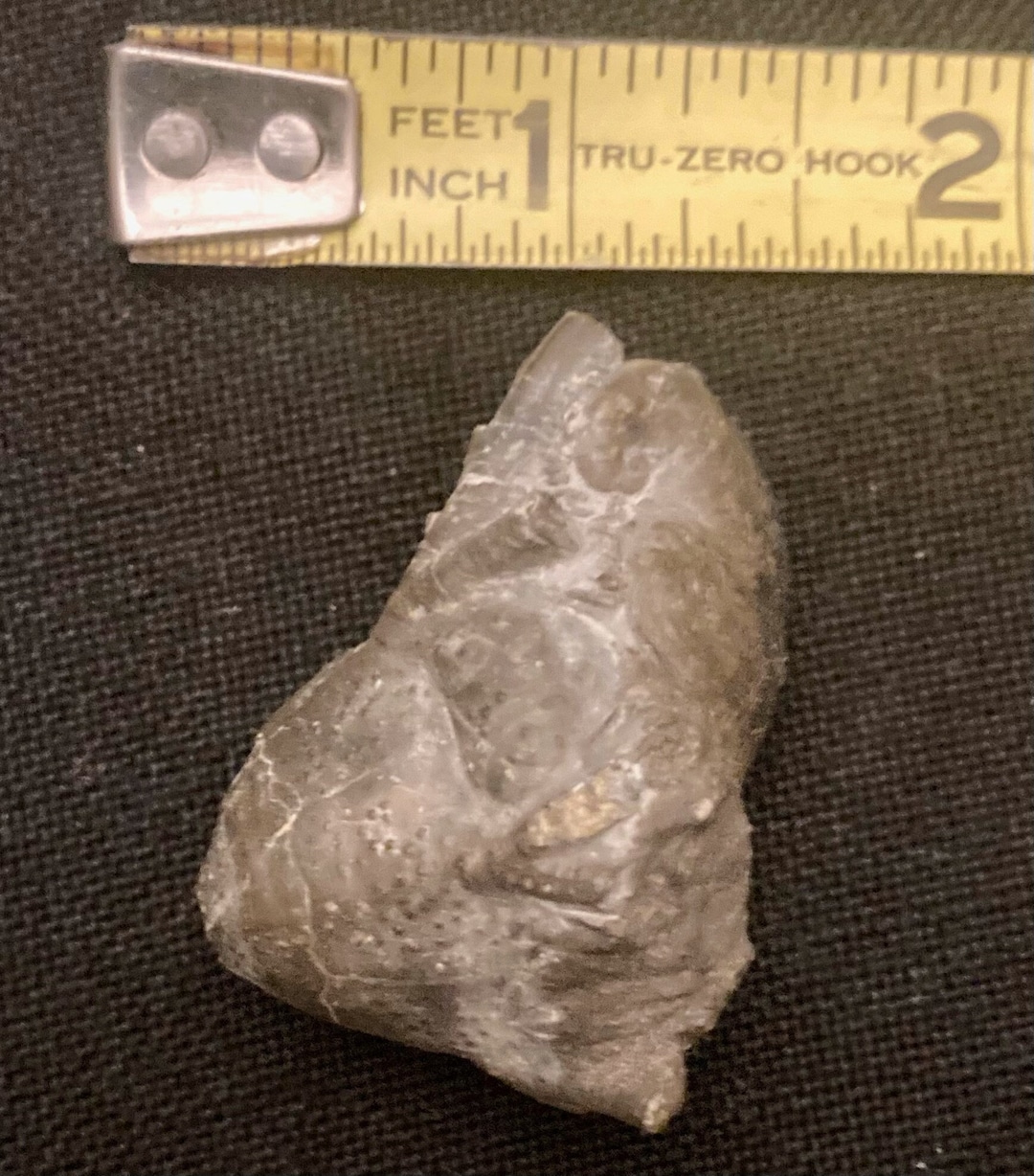 Fossil Crinoid Calyx With Gastropod (arthrocantha Carpenteri) and ...