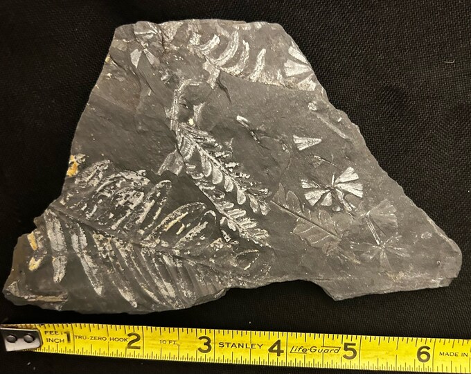 Fossil Tree Fern 6 X 4 Ft Alethopteris Serlii & Sphenophyllum Spp ...