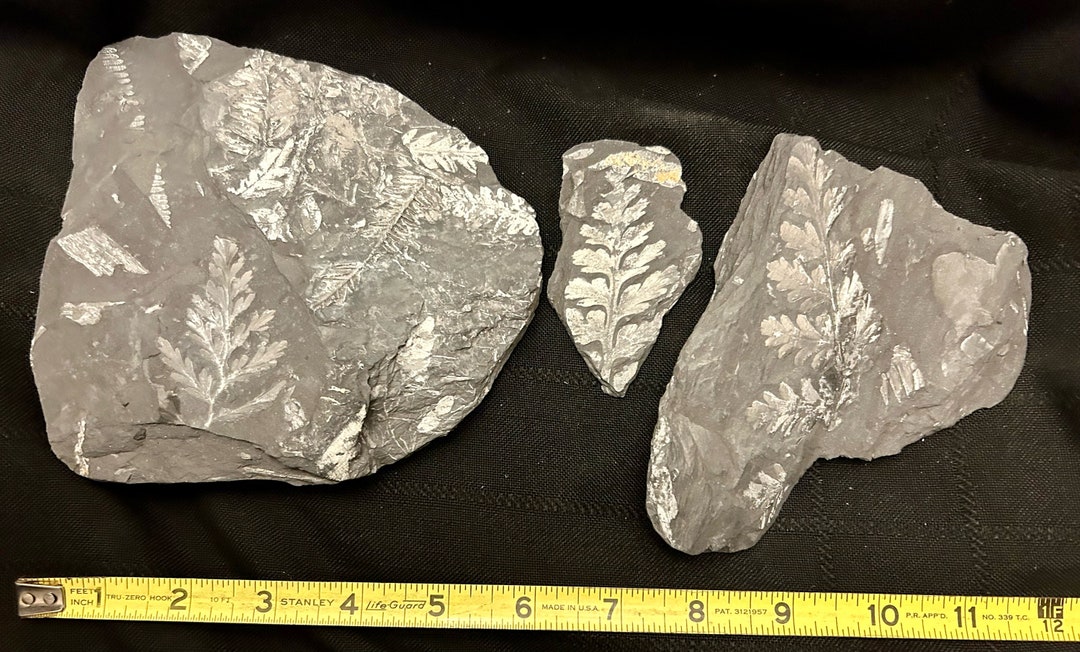 Set of 3 Rare Fossil Tree Ferns Ft. Sphenopteris Spp. Carboniferous Era ...