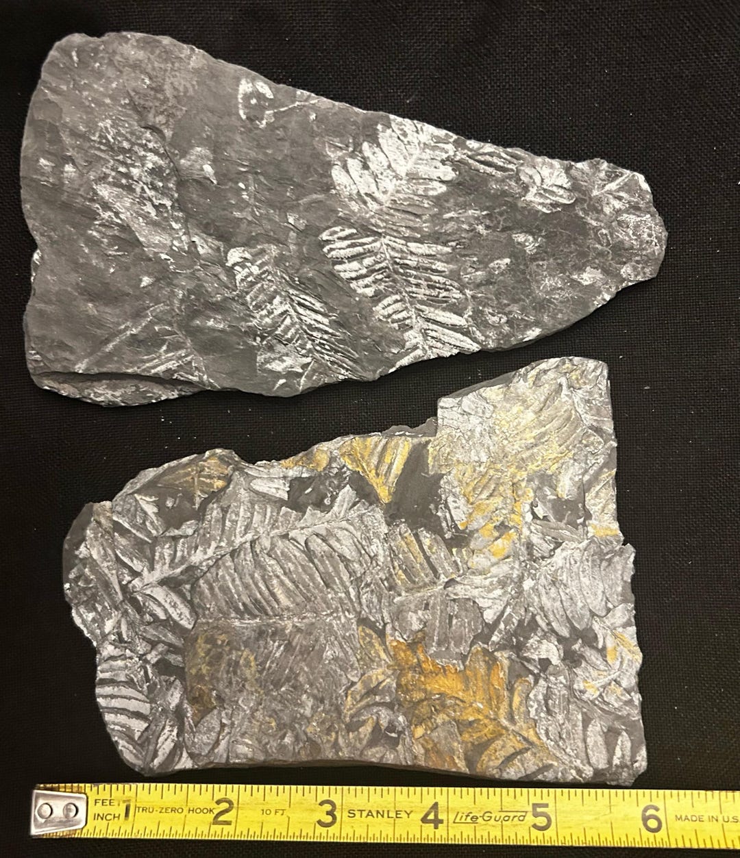 Set of 2 Fossil Tree Ferns Ft. Alethopteris Serlii. Carboniferous Era ...