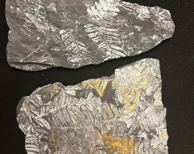 Set of 2 Fossil Tree Ferns Ft. Alethopteris Serlii. Carboniferous Era ...