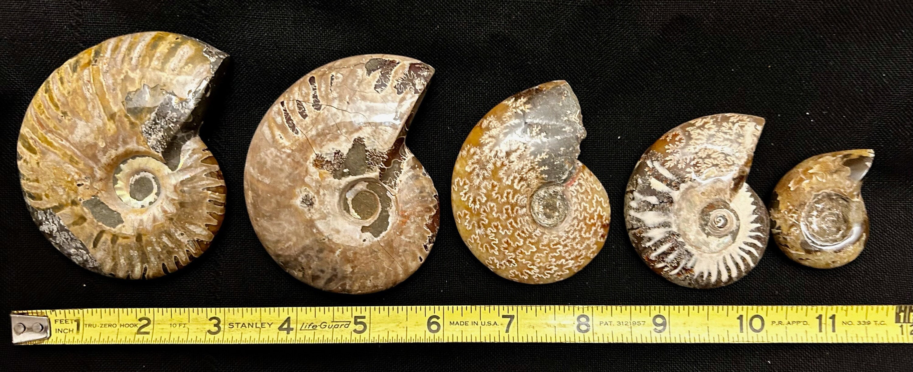 Madagascar Ammonites. Polished 5-piece Collection 1.75 to 3.5 Pieces ...