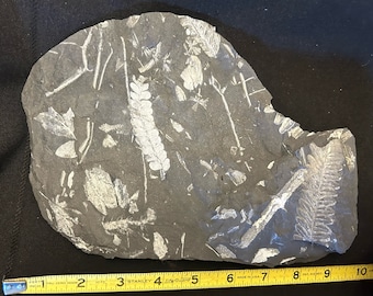 25 Fossil Tree Ferns (assorted). Alethopteris Serlii and Neuropteris ...