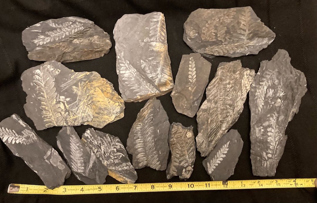 25 Fossil Tree Ferns (assorted). Alethopteris Serlii and Neuropteris ...