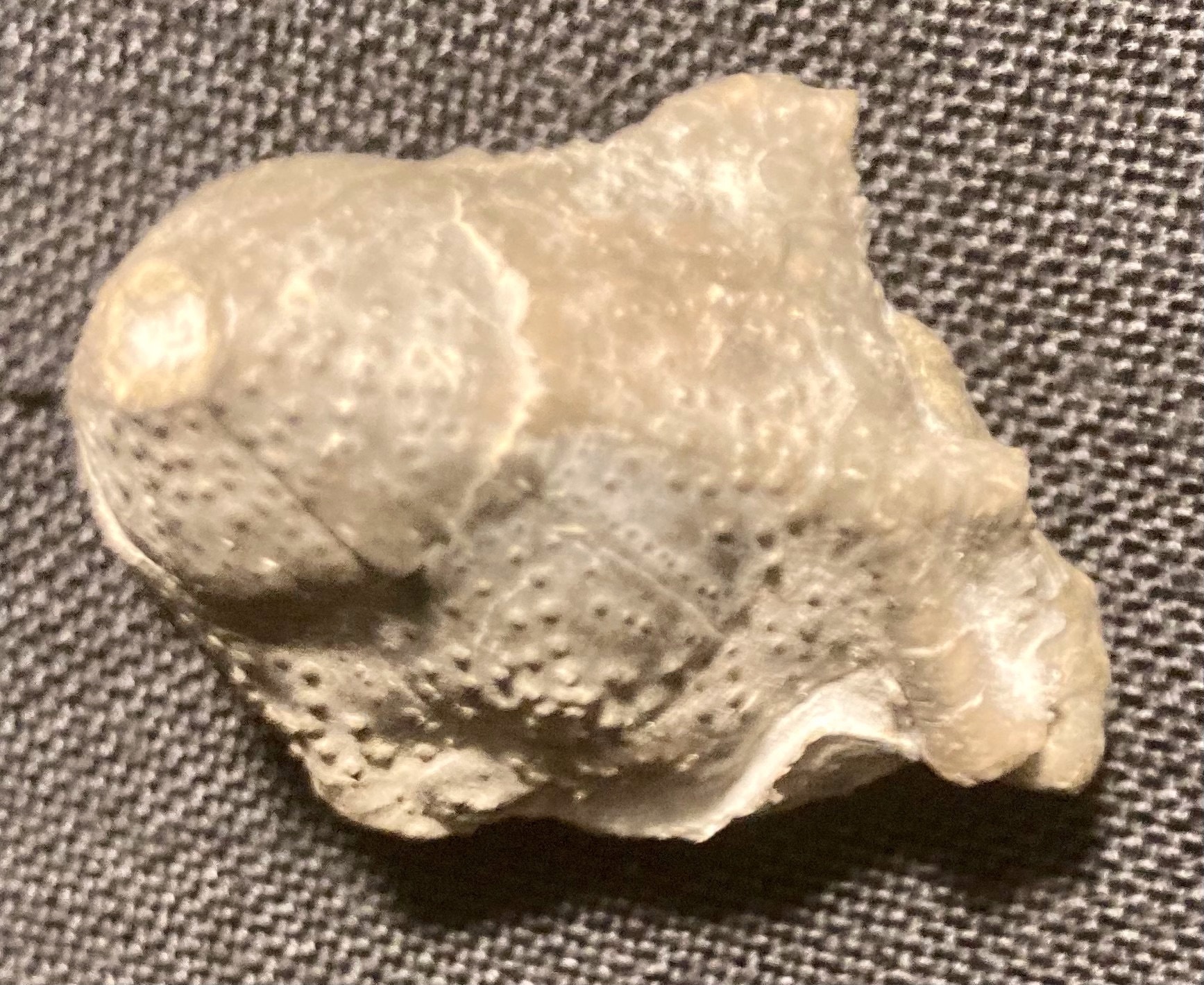 Fossil Gastropod on Crinoid Calyx. Middle Devonian. Silica Shale ...