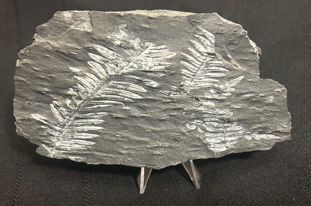 Fossil Tree Fern (6") Ft. Alethopteris Serlii and Neuropteris Spp ...