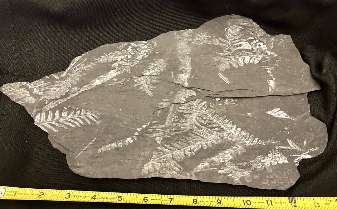 Large Fossil Tree Fern Ft. Alethopteris Serlii and Neuropteris ...