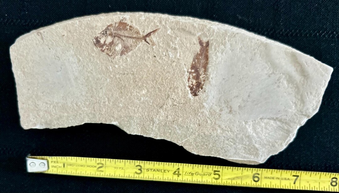Fossil Fish Plate 8". Aipichthys Velifer. From Hakel, Lebanon ...