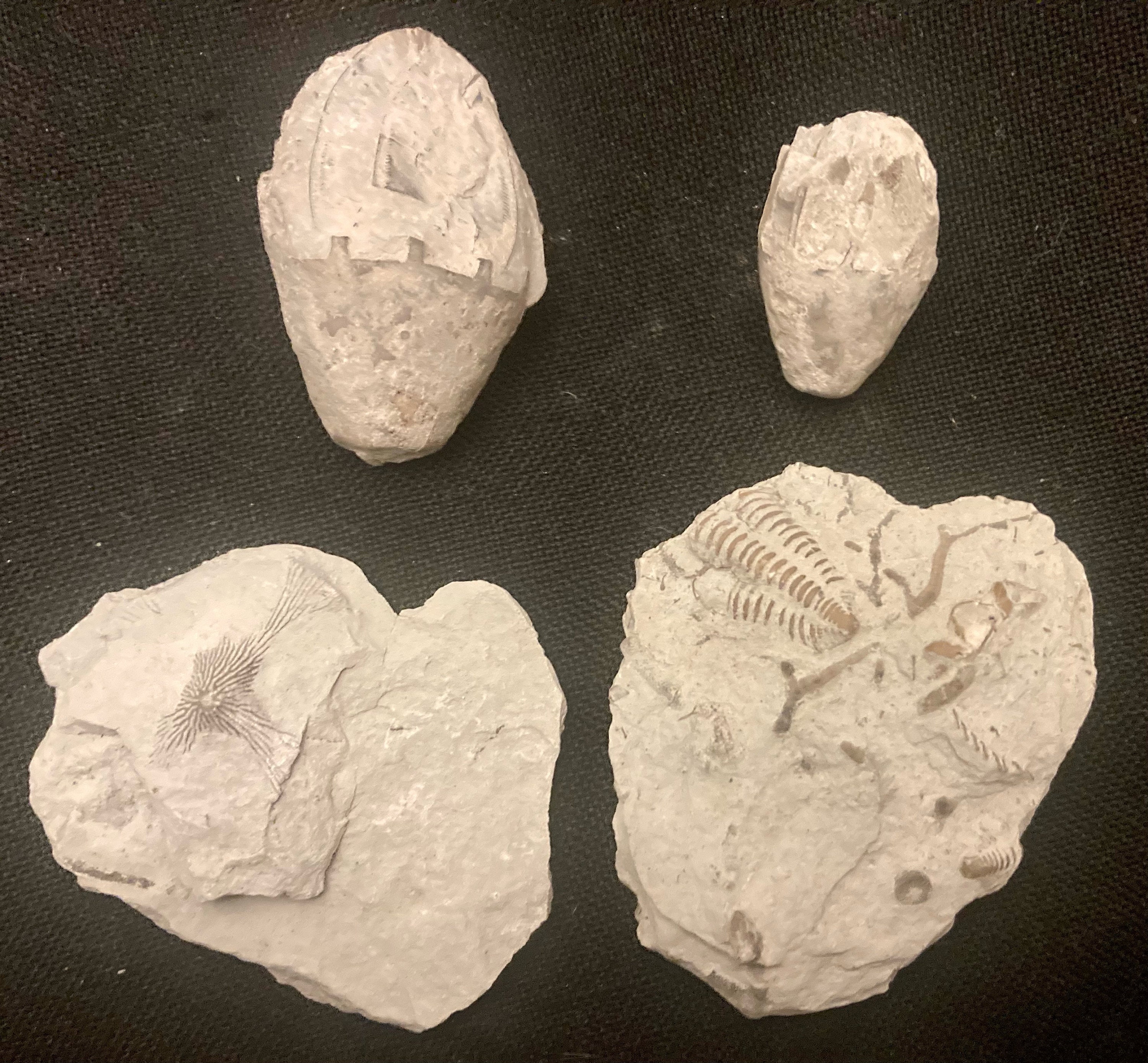 Four Piece Marine Fossil Collection. Crinoids, Trilobite, and a ...