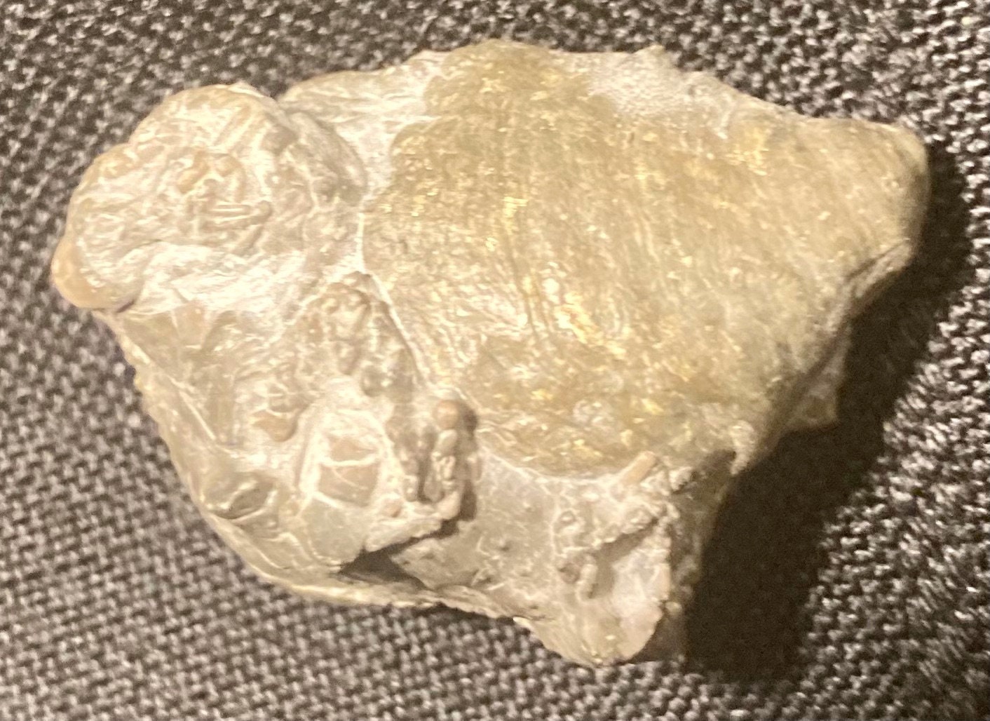 Fossil Gastropod on Crinoid Calyx. Middle Devonian. Silica Shale ...