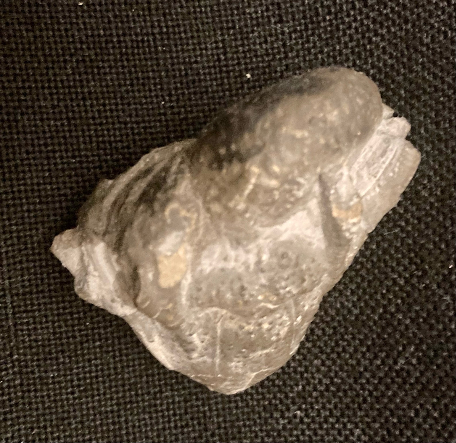 Fossil Crinoid Calyx With Gastropod (arthrocantha Carpenteri) and ...