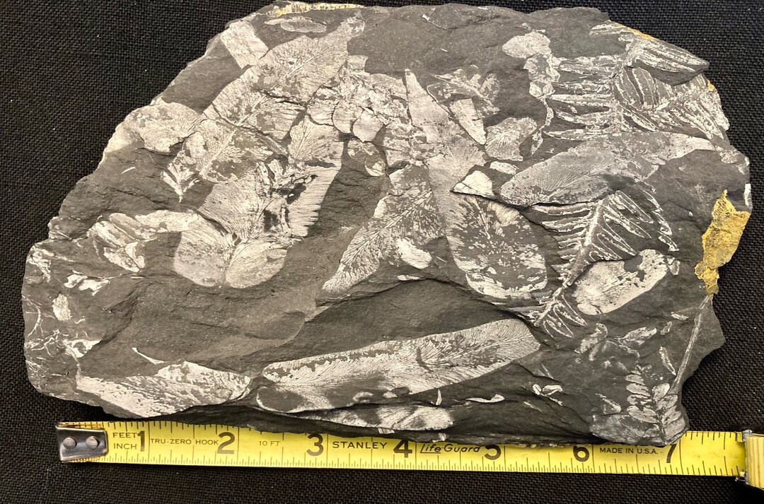 Fossil Tree Fern Ft. Neuropteris Spp. and Alethopteris Serlii - Etsy