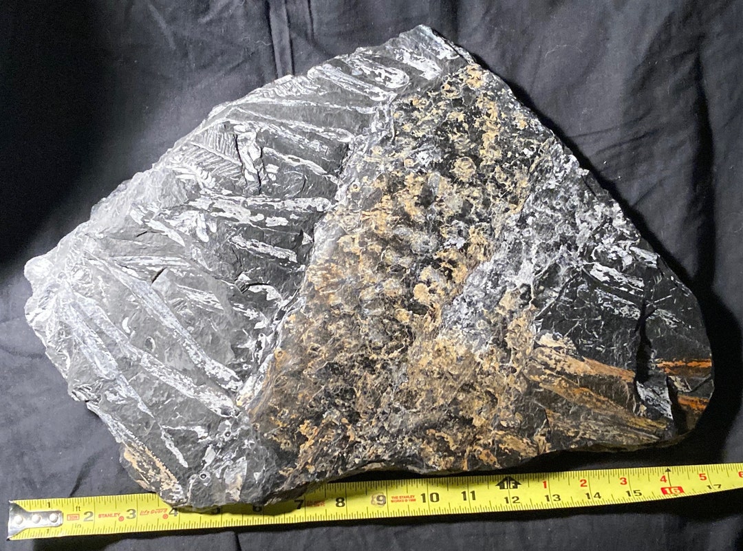 Large Fossil Tree Fern (double-sided). Features Stigmaria Ficoides Root ...