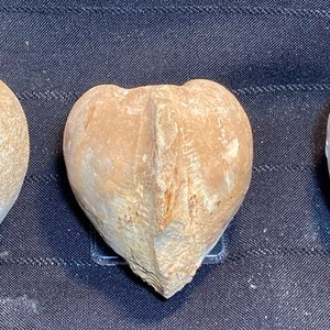 Fossil GIANT CLAMS Cucullaea gigantea Paleocene. Ft | Etsy