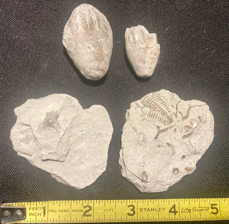 Four Piece Marine Fossil Collection. Crinoids, Trilobite, and a ...