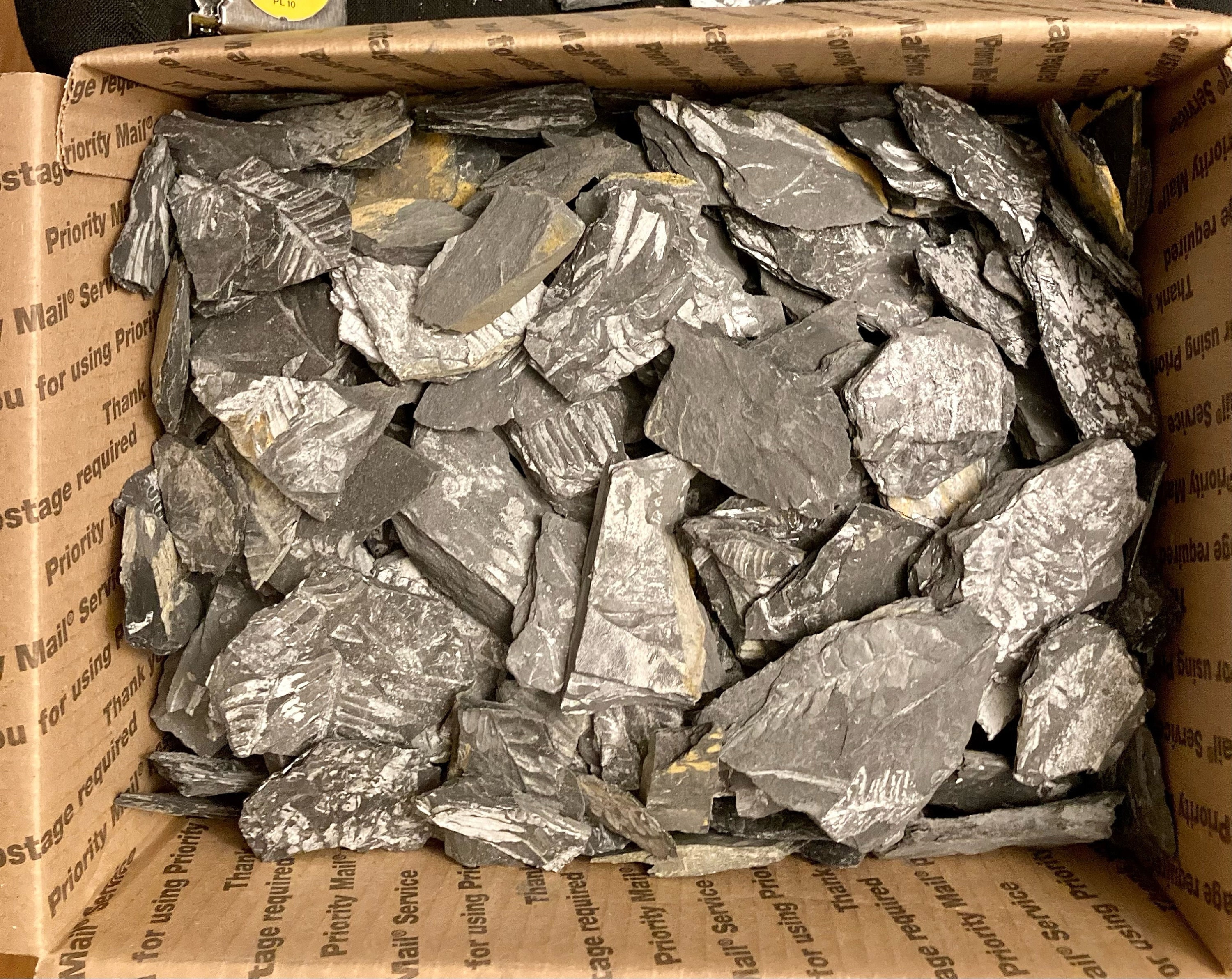 Bulk Fossil Tree Ferns. Assorted 260 Small Pieces. Carboniferous Era ...