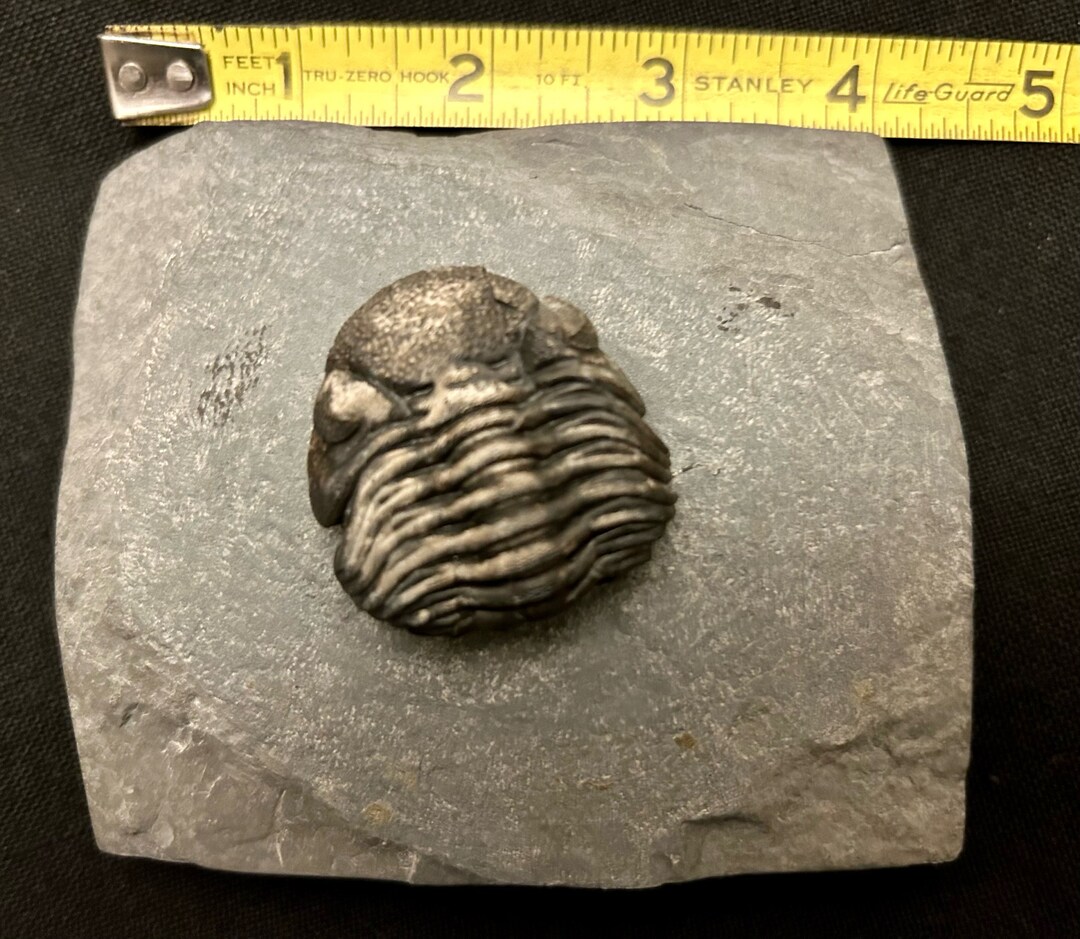 Fossil Trilobite. Eldregeops Rana (phacops Rana). Late Middle Devonian ...