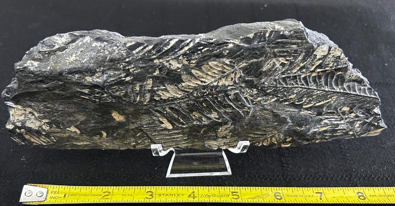 Fossil Tree Fern With Display Stand. Alethopteris Serlii. St. Clair, PA ...