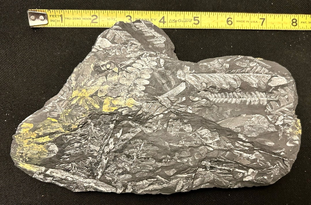 Two-sided Fossil Tree Fern 8x4 Ft. Alethopteris Serlii, Neuropteris Spp ...