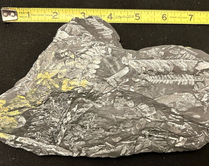 Two-sided Fossil Tree Fern (8"x4") Ft. Alethopteris Serlii, Neuropteris ...