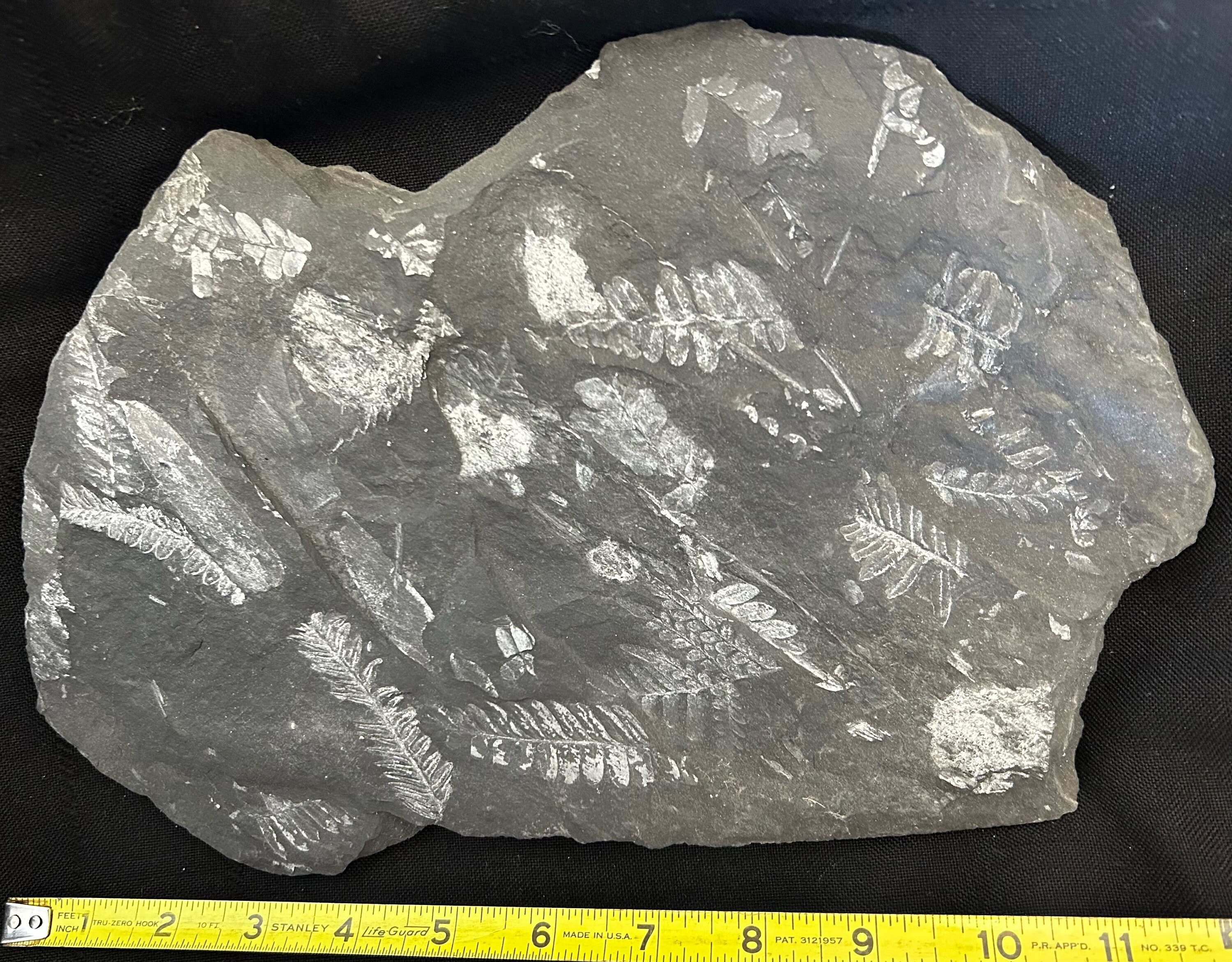 Fossil Tree Fern 11.5x7 Ft. Alethopteris Serlii and Neuropteris Spp ...