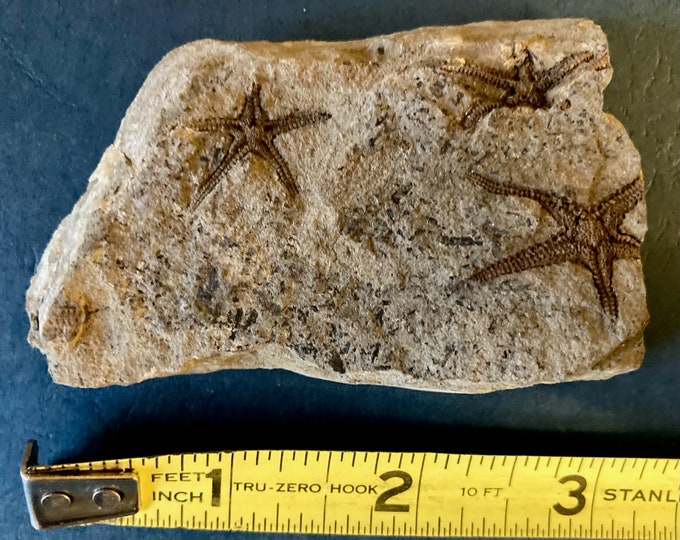 Starfish Fossil (henricia Venturana). Cozy Dell Formation, Upper Sespe ...