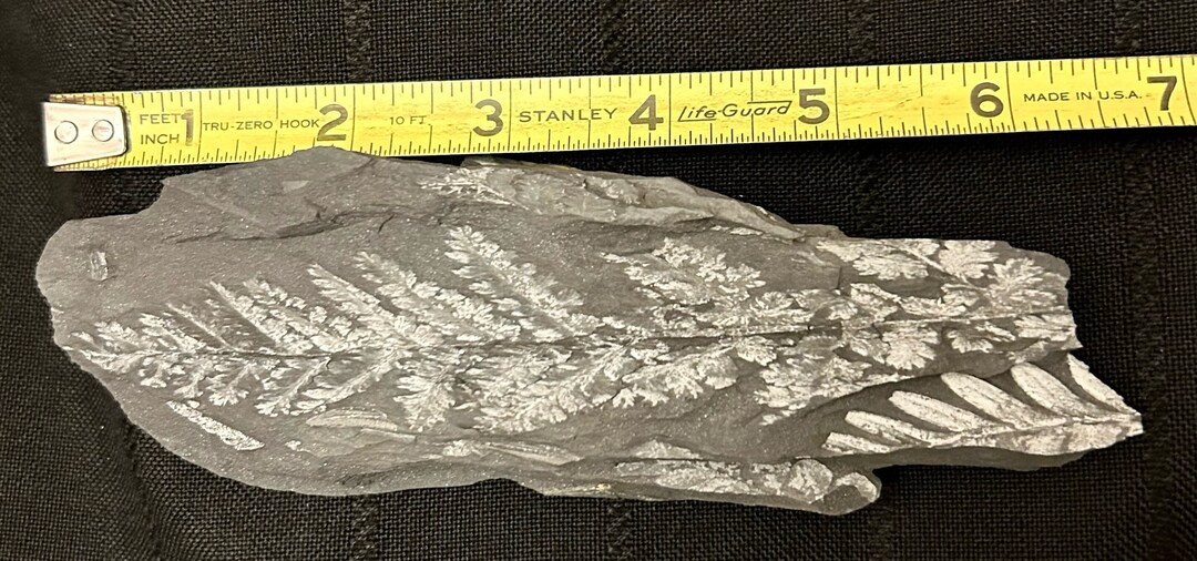 Rare Fossil Tree Fern Ft. Frond of Sphenopteris Macilenta. 6" X 2 ...