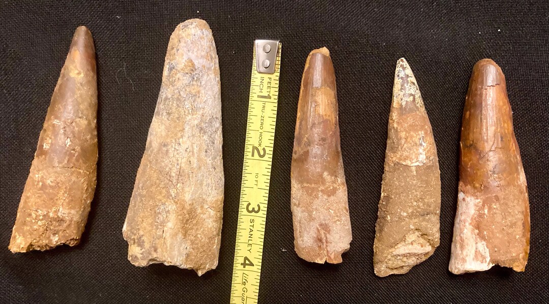 Single Spinosaurid Tooth (3.5" to 4"). One Dinosaur Tooth - Kem Kem ...