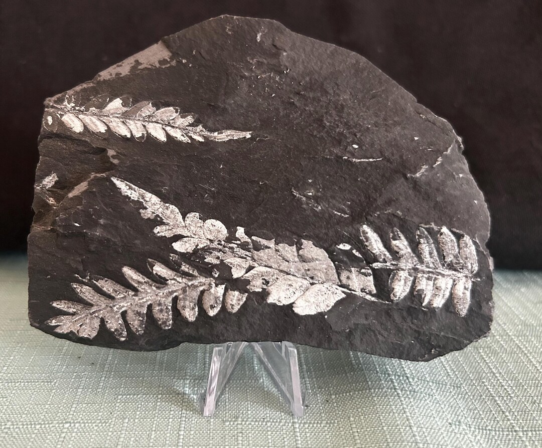 Fossil Tree Fern (4" X 3"). Alethopteris Serlii and Neuropteris Spp ...