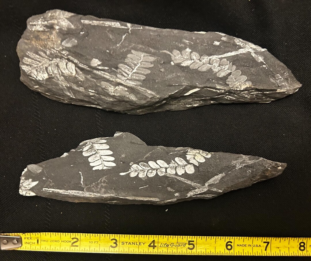 Set of 2 Fossil Tree Ferns (positive/negative) From St. Clair, PA, USA ...