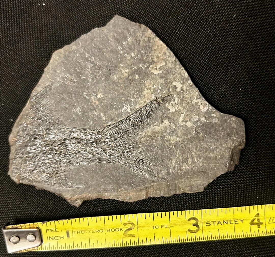 Triassic Fish Fossil. Redfieldius Gracilis. Bull Run Shale Licking ...