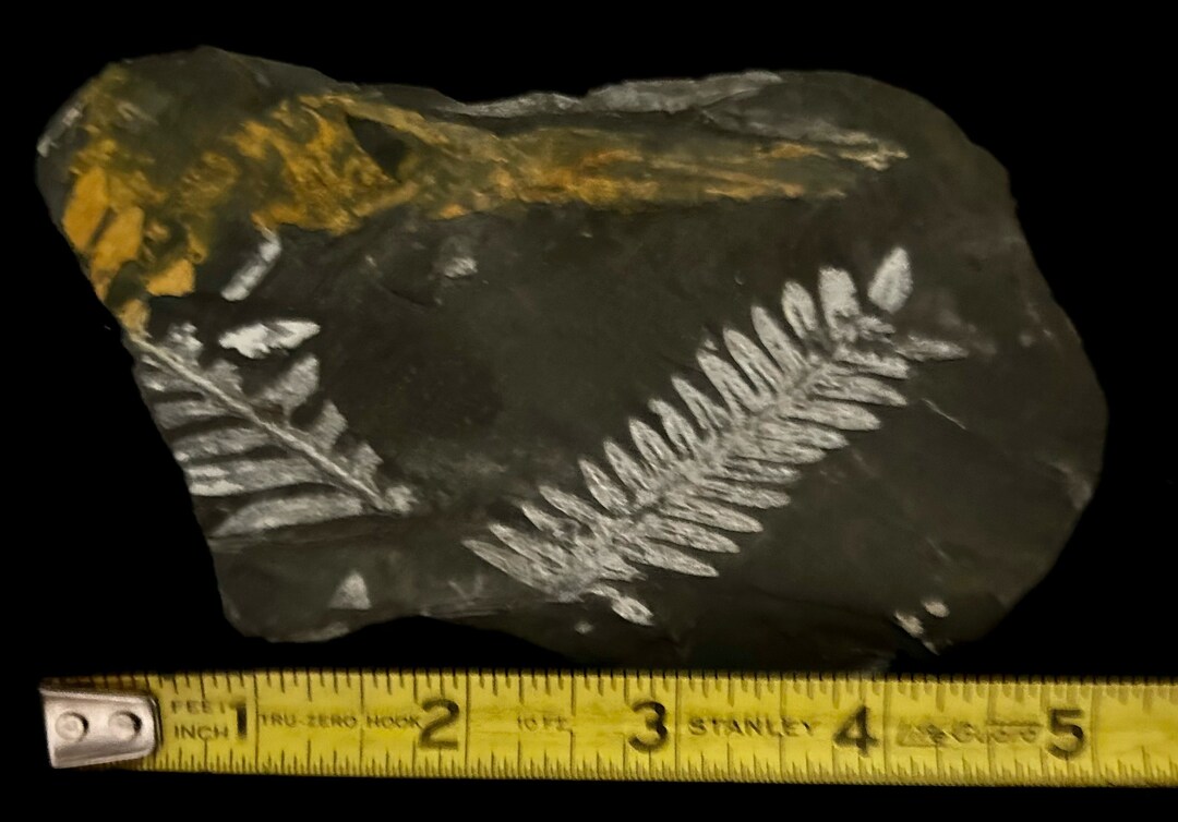 Fossil Tree Fern Ft. Alethopteris Serlii. 5 X 3. Carboniferous Age ...