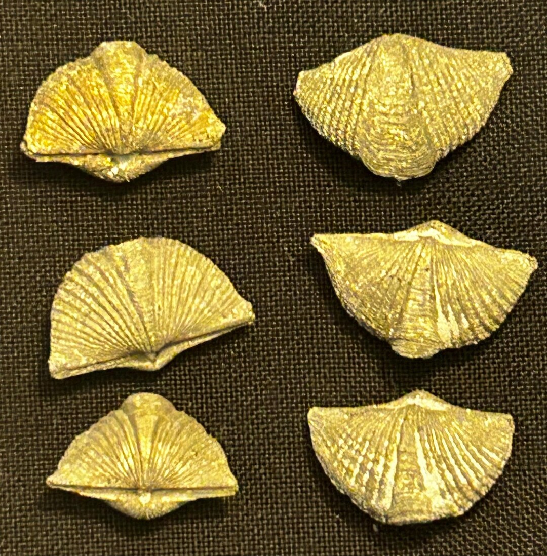 Set of 6 Pyritized Brachiopods (1" to 1.5"). Mucrospirifer Profundus ...