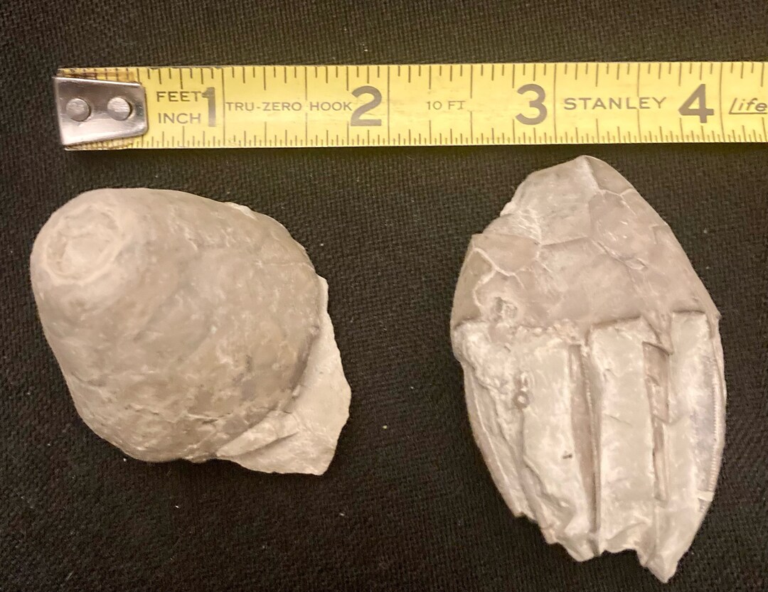 Two Piece Crinoid Calyx Collection From Waldron Shale, Indiana, USA ...