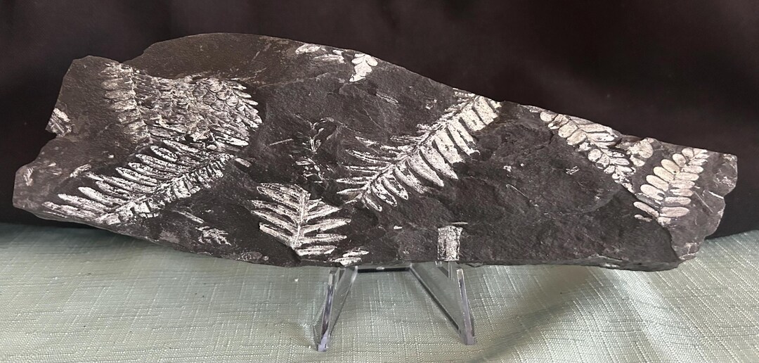 Fossil Tree Fern (10") Ft. Alethopteris Serlii and Neuropteris Spp ...