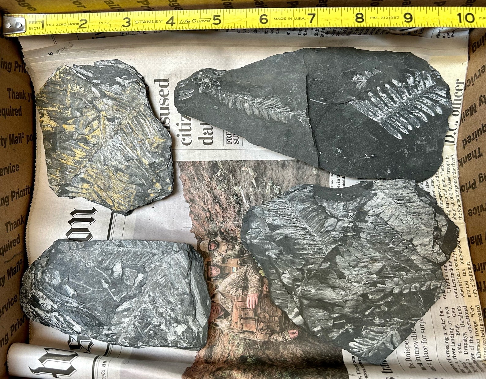 Set of 23 Fossil Tree Ferns Ft. Alethopteris Serlii. Carboniferous Era ...