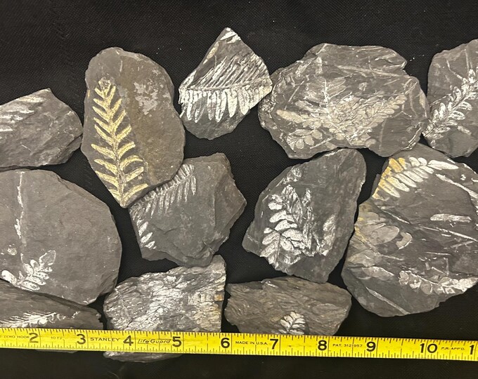 Bulk Fossil Tree Ferns (120 1.5" Pieces) Ft. Alethopteris Serlii ...