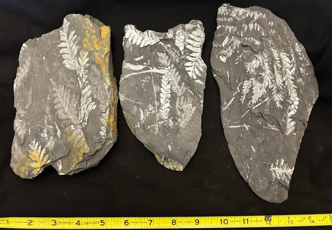 Set of 6 Fossil Tree Ferns Ft. Alethopteris Serlii and Neuropteris Spp ...