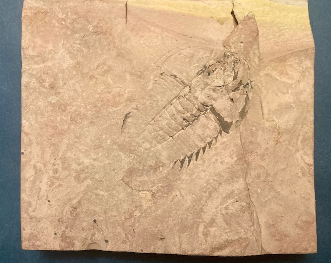 Trilobite Fossil (hemirhodon Amplipyge). 6.6" X 6.1" Matrix With Minor ...
